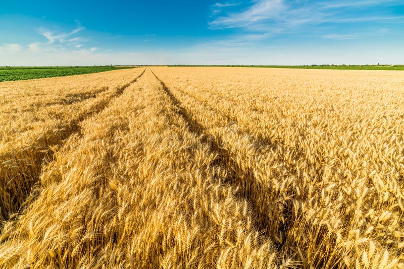 Ripe Wheat Field before Harvest. Stock Image - Image of plant ...