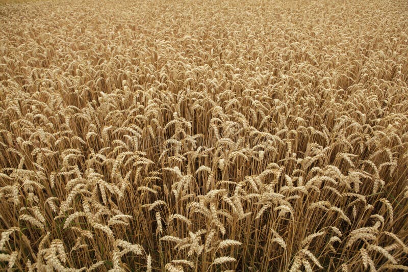 Ripe Wheat Field. Background Texture Stock Photo - Image of golden ...
