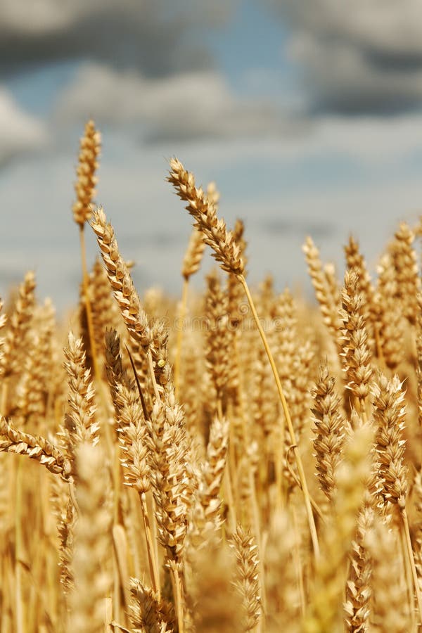 Ripe wheat on a field. stock image. Image of green, natural - 43773491
