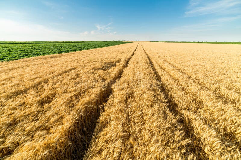 Ripe Wheat Field before Harvest. Stock Image - Image of ripe, summer ...