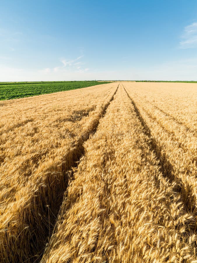 Ripe Wheat Field before Harvest. Stock Image - Image of plant ...