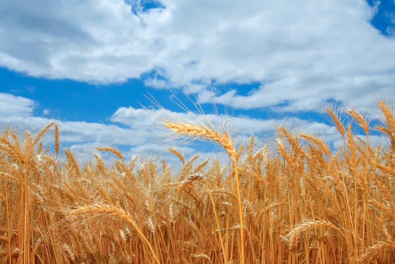 Ripe Wheat Field On A Summer Day Stock Photo - Image of land, barley ...