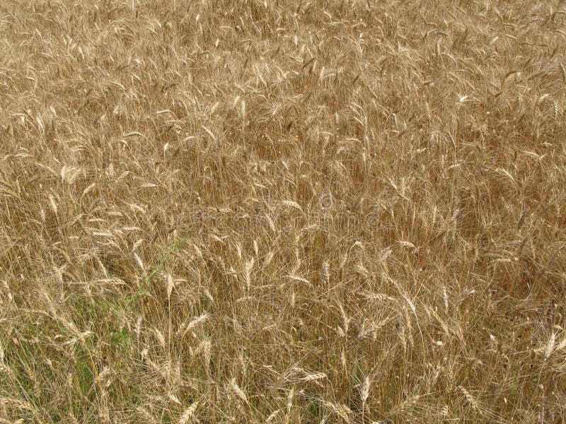 Ripe wheat on the field stock image. Image of harvest - 90882023