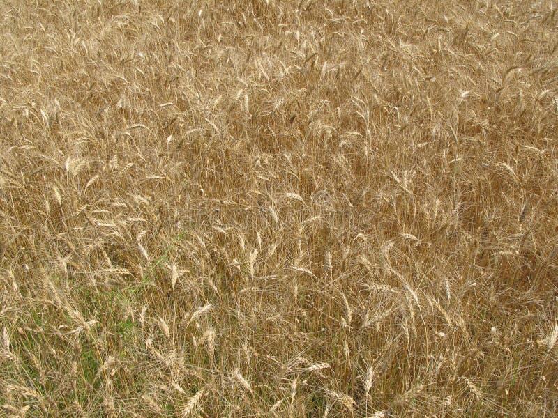 Ripe wheat on the field stock photo. Image of poales - 90882350