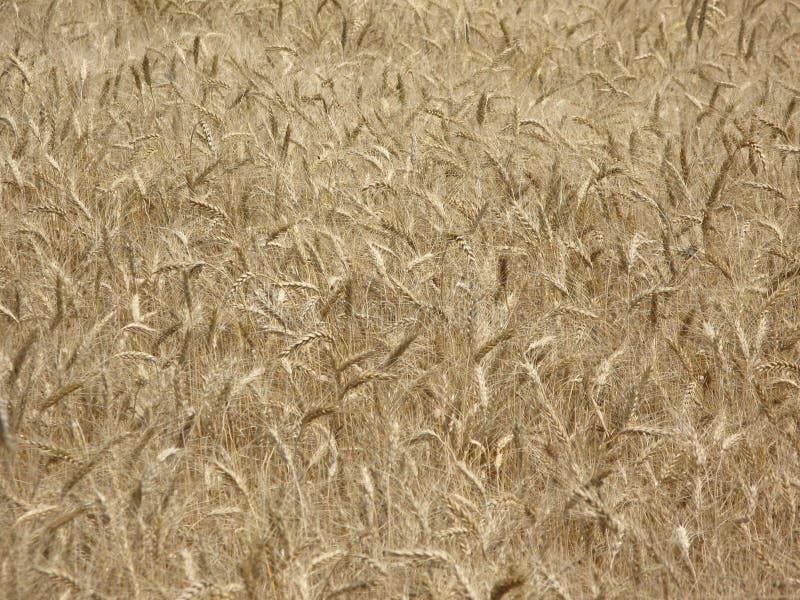 Ripe wheat on the field stock image. Image of grass, commodity - 90882755