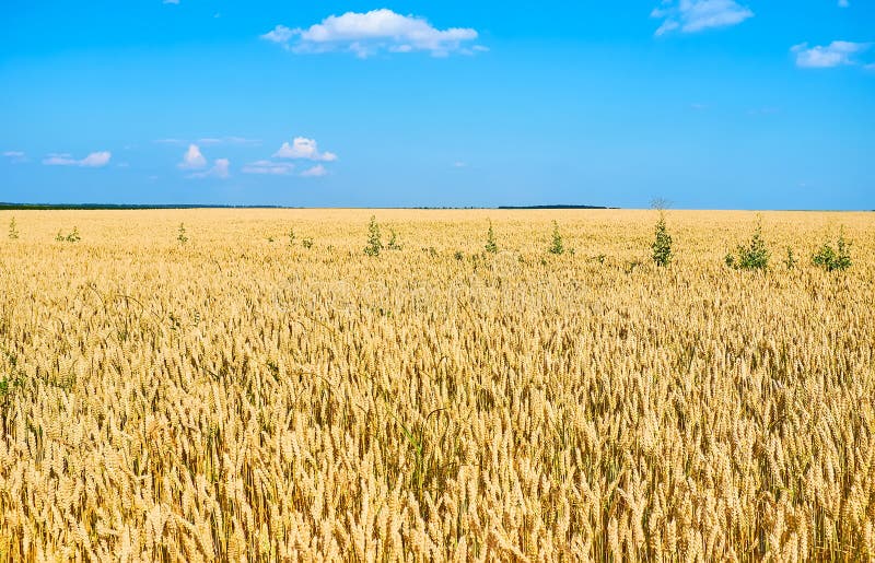 The Ripe Wheat Field, Ukraine Stock Photo - Image of plain, sightseeing ...