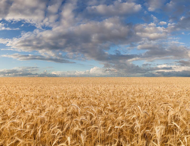 Ripe Wheat Field Under Cloudy Sky Stock Image - Image of rural, food ...