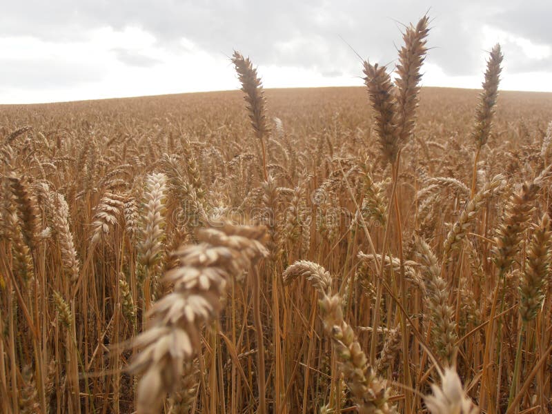 Ripe Wheat stock image. Image of crop, wheat, ripe, farm - 152788187