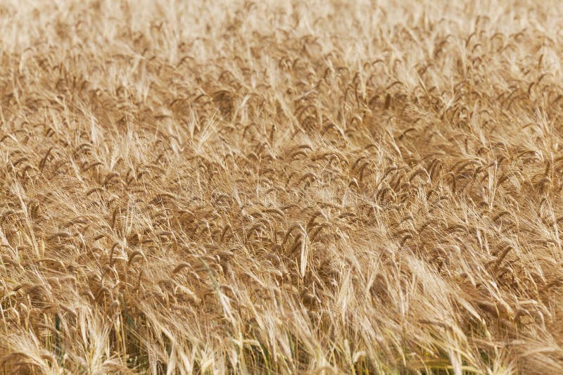 Ripe Wheat Harvest in Summer Stock Image - Image of cereal, ripe: 255570355
