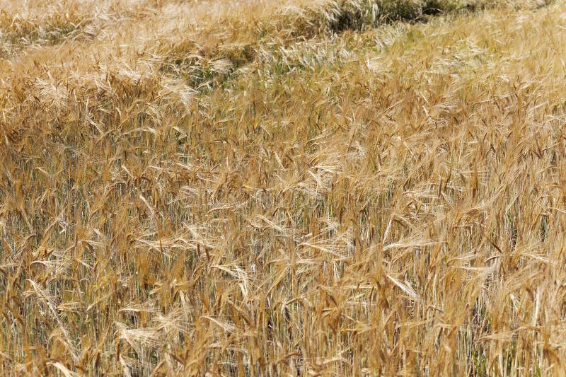 Ripe Wheat Harvest in Summer Stock Image - Image of cereal, ripe: 255570355