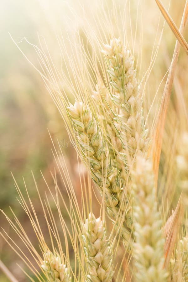 Ripe wheat in the fields stock photo. Image of farming - 150682900