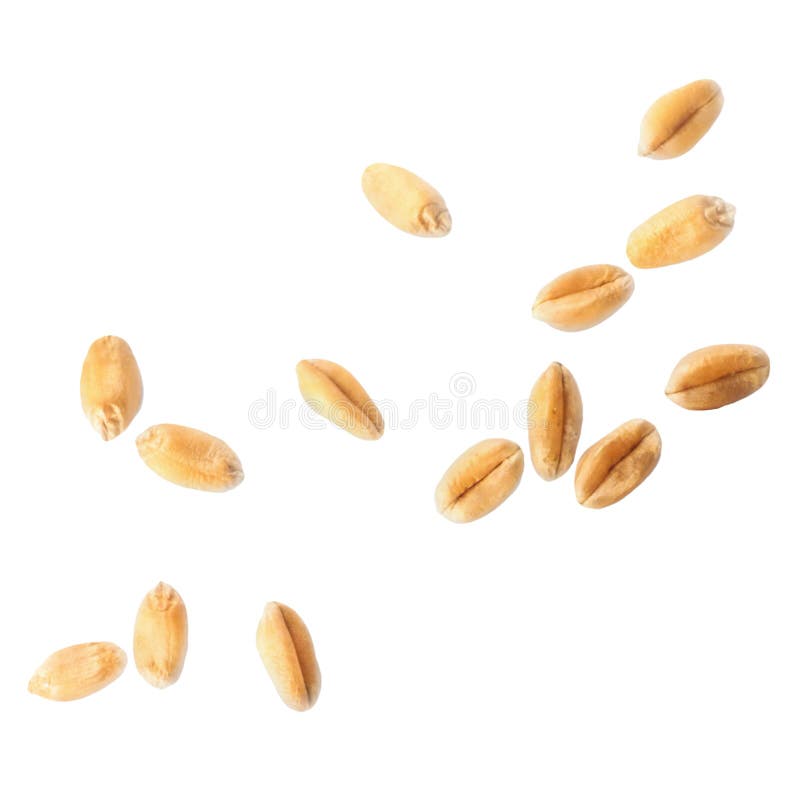 Ripe Wheat Grains Flying on White Background Stock Photo - Image of ...