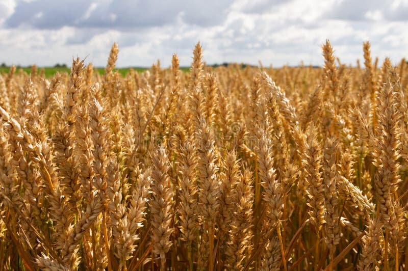 Ripe wheat. stock photo. Image of seed, food, organic - 88755242