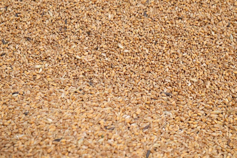 Ripe wheat after harvest stock photo. Image of farming - 96417550