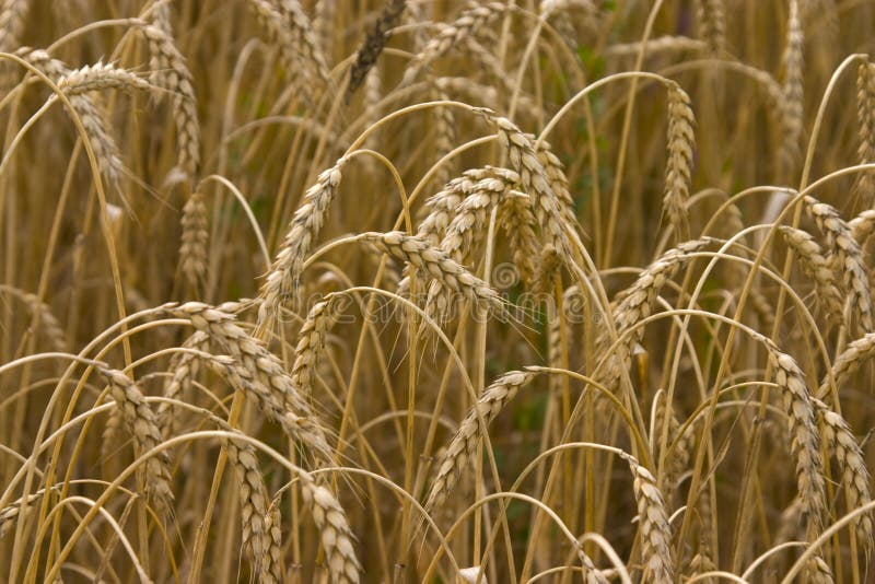 Ripe Wheat before Harvesting Stock Photo - Image of heavy, healthy: 7472310