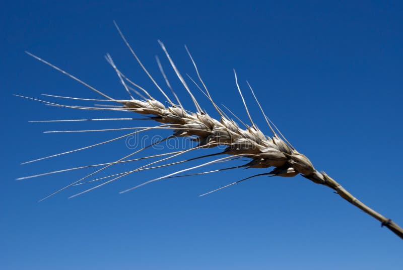 Wheat Head Detail stock photo. Image of texture, produce - 3289368