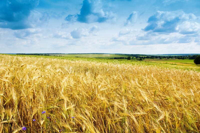 Ripe Wheat Landscape Against Blue Sky Stock Photo - Image of sunny ...