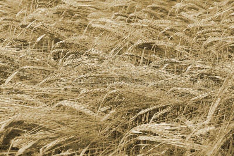 Ripe Wheat Ready for Harvest Stock Photo - Image of farm, seed: 10381768