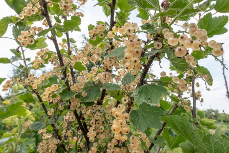 Ripe White Currants in the Garden Stock Photo - Image of agriculture ...