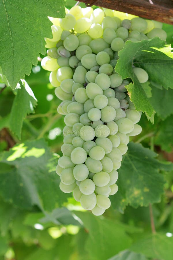 Ripe White Grape from Macedonia Stock Image - Image of food, branch ...