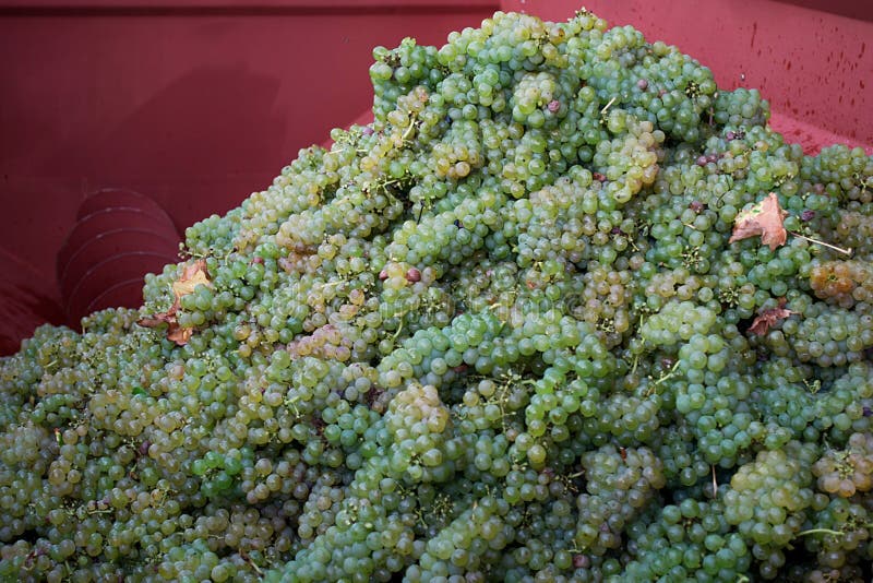 Ripe White Grapes Ready for Wine-making Process Stock Image - Image of ...