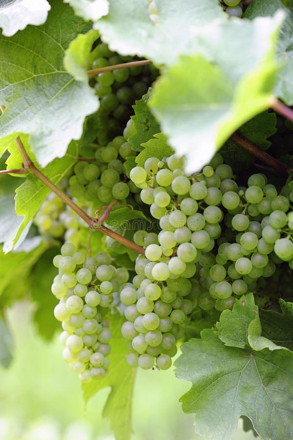 Riesling Grapes stock image. Image of countryside, closeup - 360607
