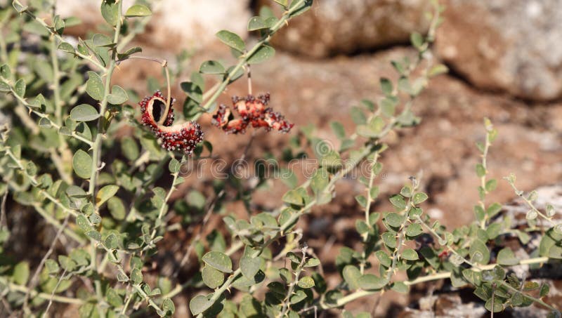 Ripe Wild Capers stock photo. Image of mediterranean - 33669446
