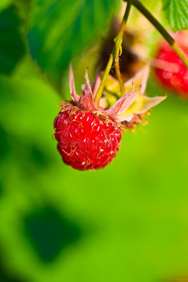 Ripe wild raspberries stock image. Image of ripe, forest - 25488871