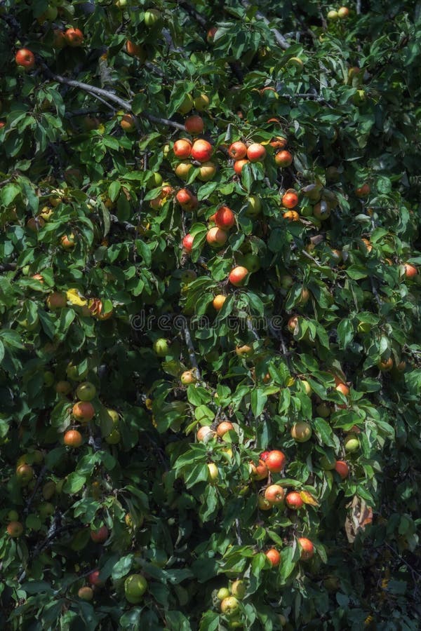 Ripe Wild Red Apples on the Branches Stock Image - Image of plant ...