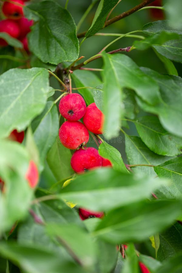 A Branch of Crab Apple Tree with Bunch of Fruits Stock Photo - Image of ...