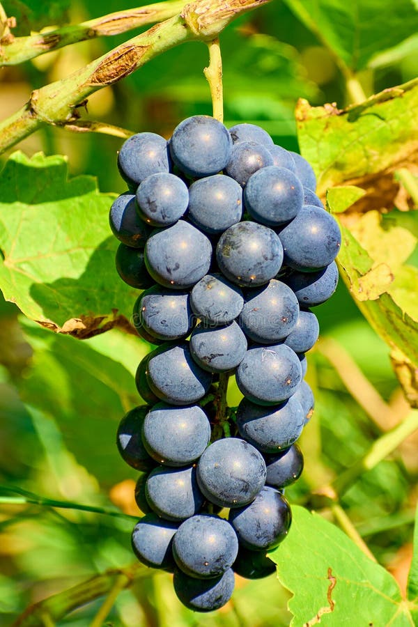 Ripe Wine Grapes in the Garden Plantation Stock Image - Image of ...