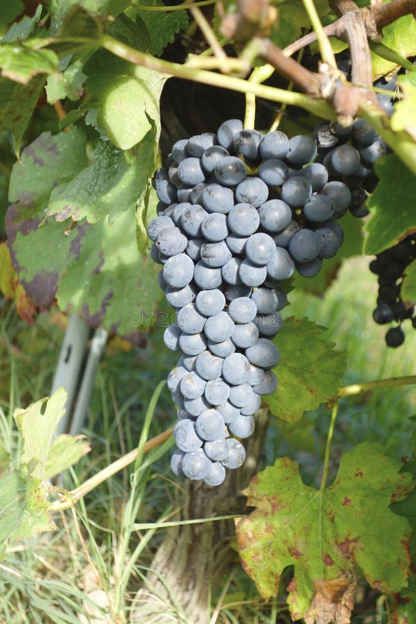 Ripe Wine Grapes on the Vine Stock Image - Image of french, macro: 37694239