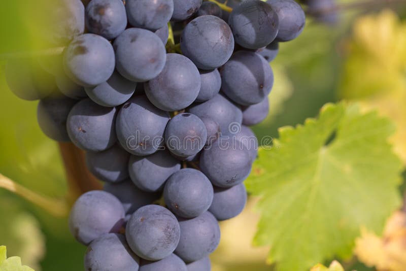 Ripe Wine Grapes on the Vine Stock Image - Image of fruits, vineyards ...