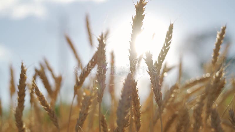 Ripe Winter Wheat Field Yellow Grain Harvest Stock Video - Video of ...