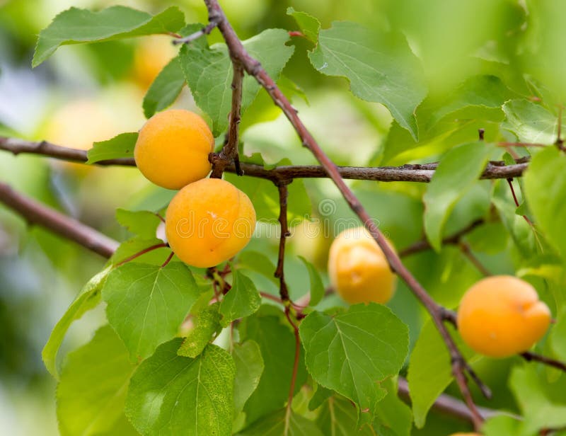 Ripe Yellow Apricot on a Tree Stock Photo - Image of harvest, garden ...