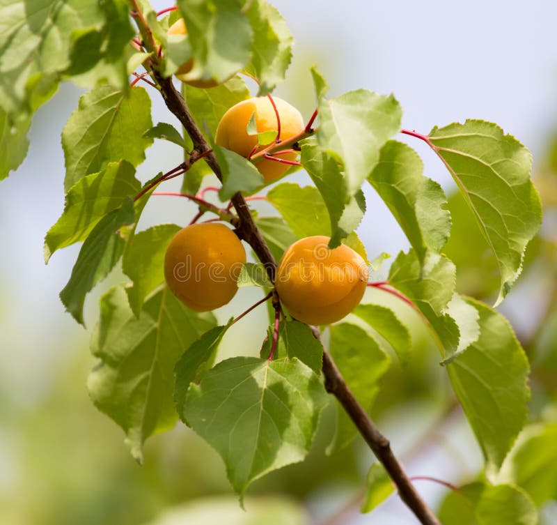 Yellow Apricot on a Tree Branch in the Afternoon Stock Photo - Image of ...