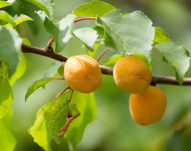 Yellow Apricot on a Tree Branch in the Afternoon Stock Image - Image of ...