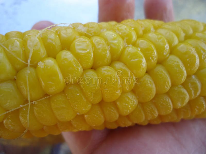 Ripe Yellow Boiled Corn with Salt in Hand Stock Photo - Image of hand ...