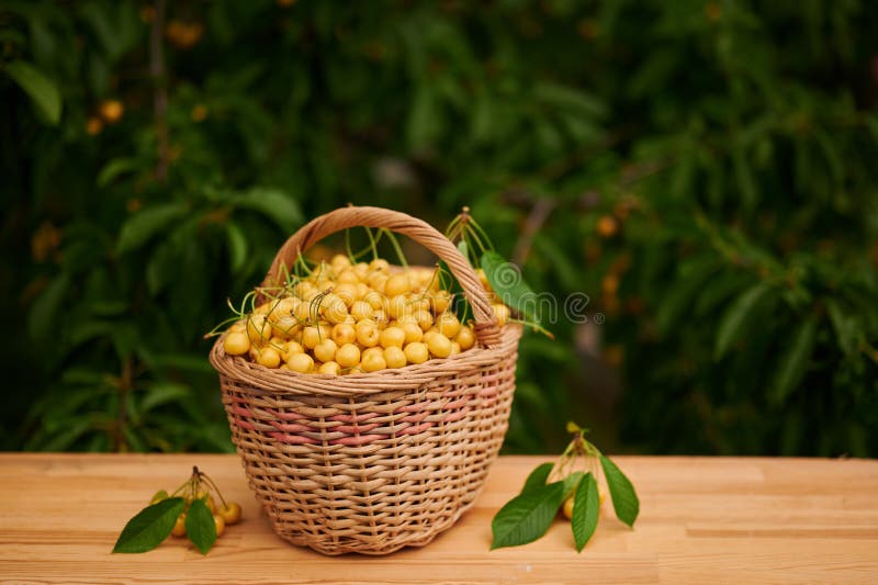 Ripe Yellow Cherries in a Wicker Basket Stock Image - Image of farming ...
