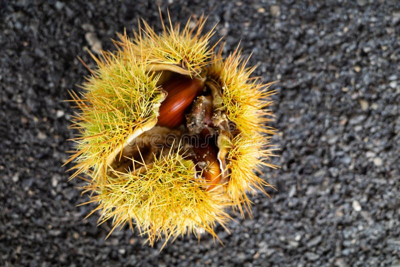 Ripe yellow chestnut pod stock image. Image of prickly - 263143413