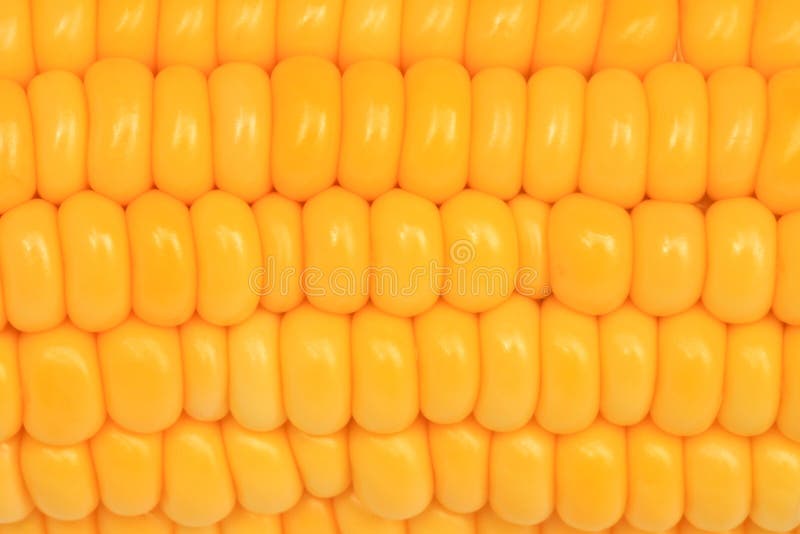 Ripe yellow corn stock photo. Image of fresh, corn, carbohydrates ...