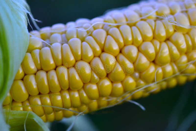 Ripe Yellow Corn Cob Close Up in the Evening Stock Image - Image of ...