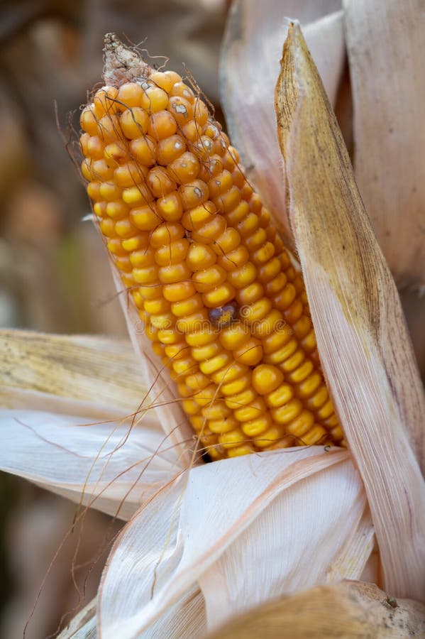 Ripe Yellow Corn Cobs Ready To Harvest Stock Photo - Image of damage ...