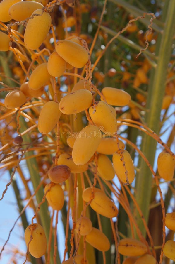Ripe Yellow Dates on the Palm Tree, Selective Focus on the Date Stock ...