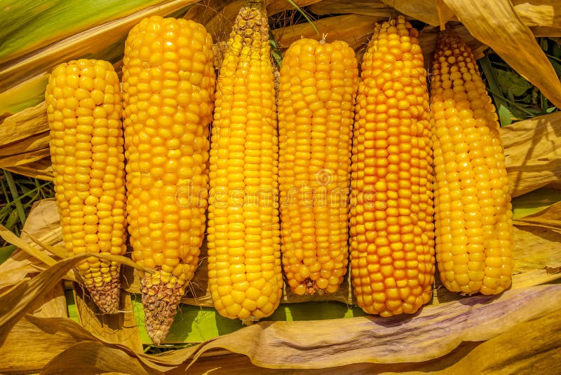 Ripe Yellow Ears of Corn Cobs Stacked on Dry Leaves Stock Photo - Image ...