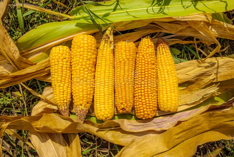 Ripe Yellow Ears of Corn Cobs Stacked on Dry Leaves Stock Photo - Image ...