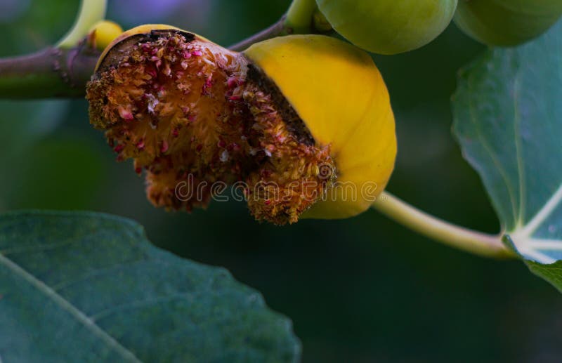 Figs Burst Stock Photos - Free & Royalty-Free Stock Photos from Dreamstime