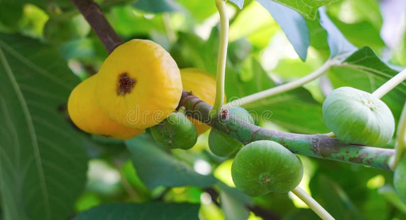 Ripe Yellow Figs on Fig Branch Stock Photo - Image of food, summer ...