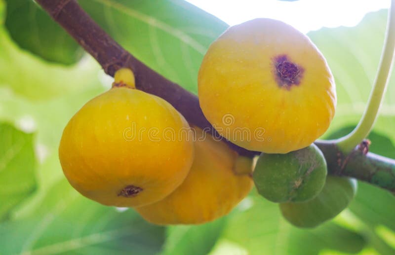 Ripe Yellow Figs on Fig Branch Stock Image - Image of yellow, healthy ...