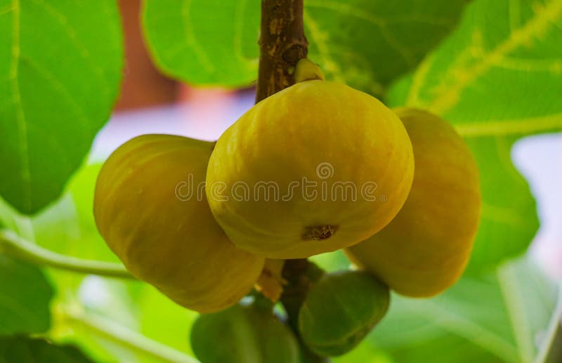 Ripe Yellow Figs on Fig Branch Stock Photo - Image of fruit, plant ...
